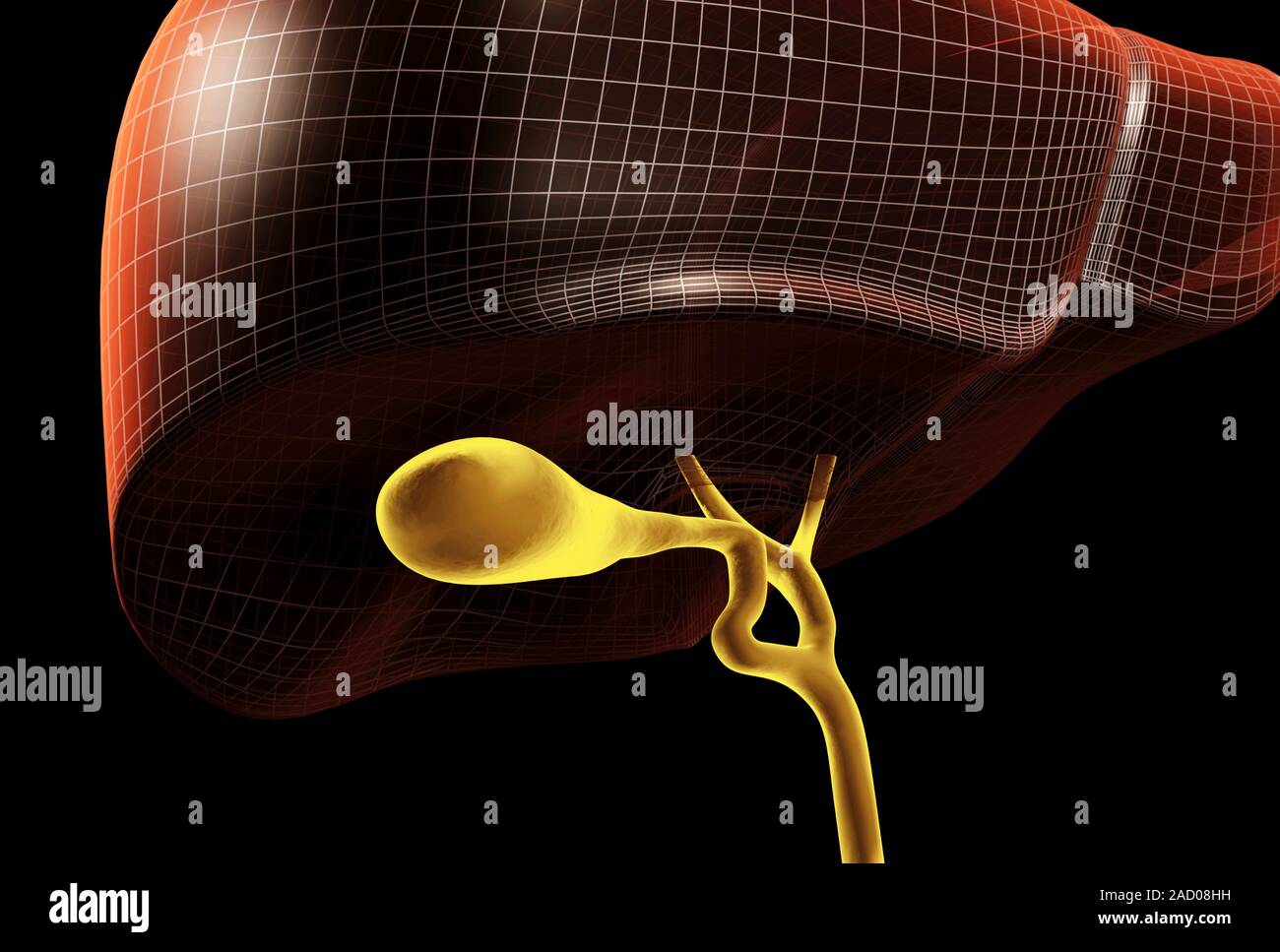 The human liver (brown) and gallbladder (yellow), illustration. The ...
