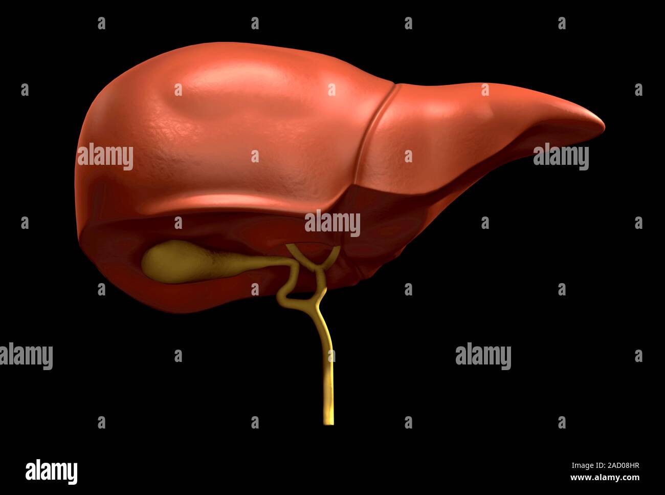 The human liver (brown) and gallbladder (yellow), illustration. The ...