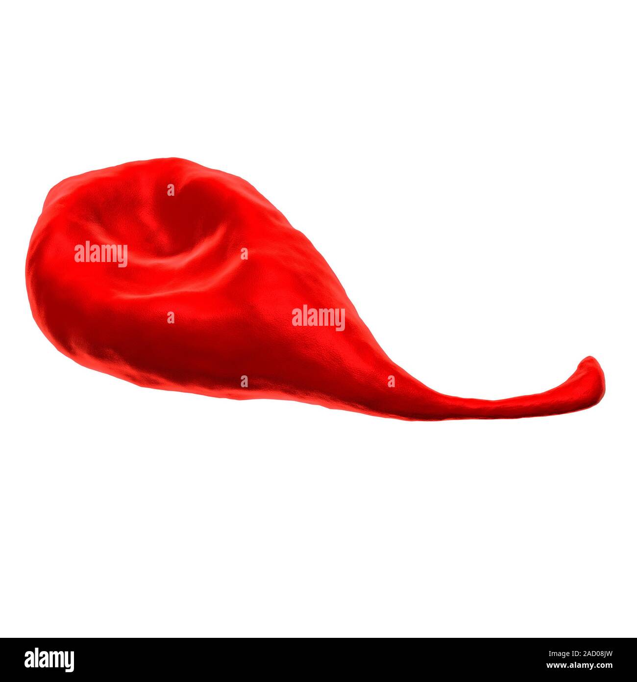 Dacrocyte. Illustration of an abnormal red blood cell, known as a ...