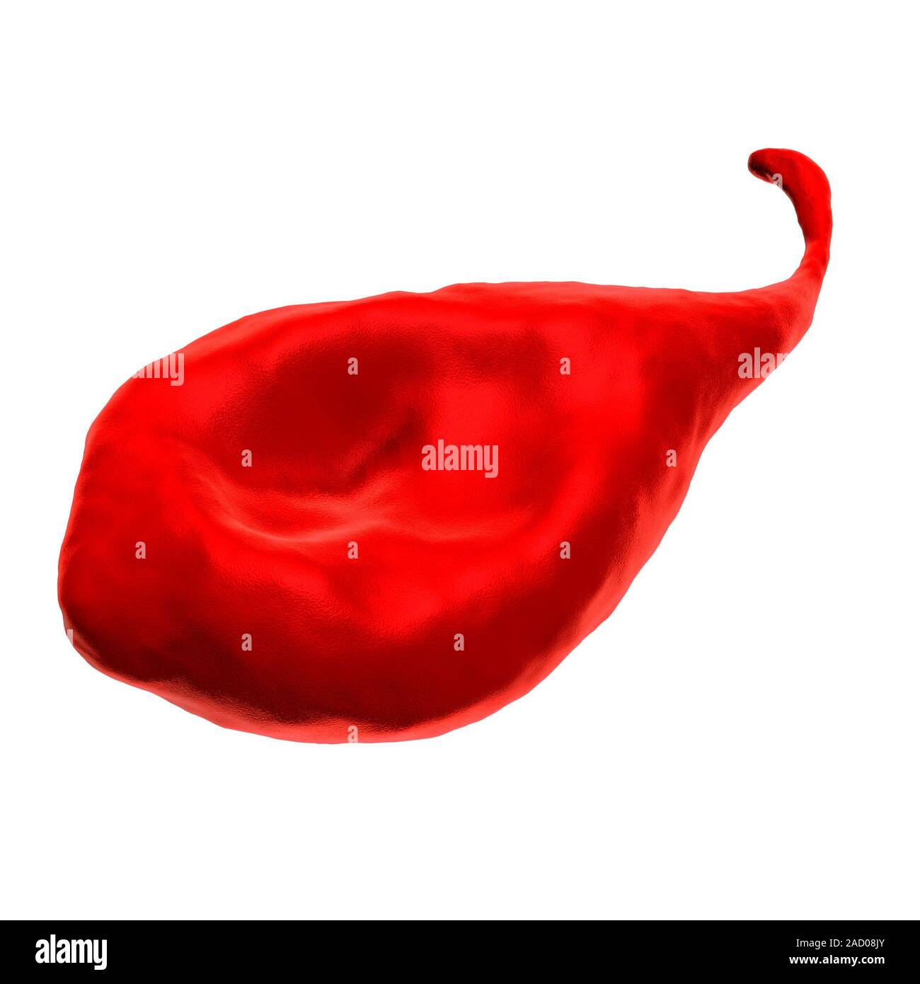 Dacrocyte. Illustration of an abnormal red blood cell, known as a ...