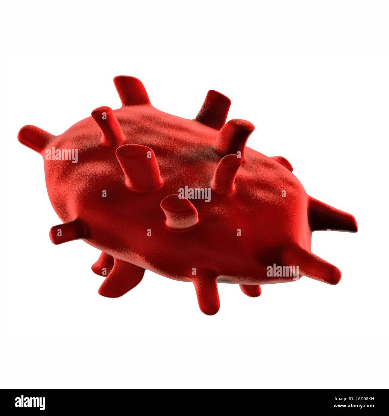 Red Blood Cell Morphology Echinocytes