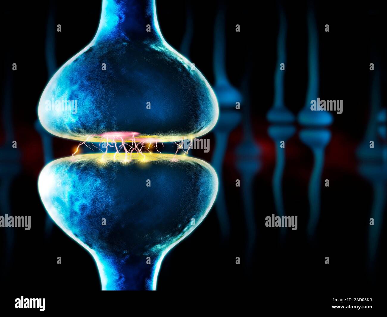 Synapse. Illustration of a synapse, the junction between two nerve ...