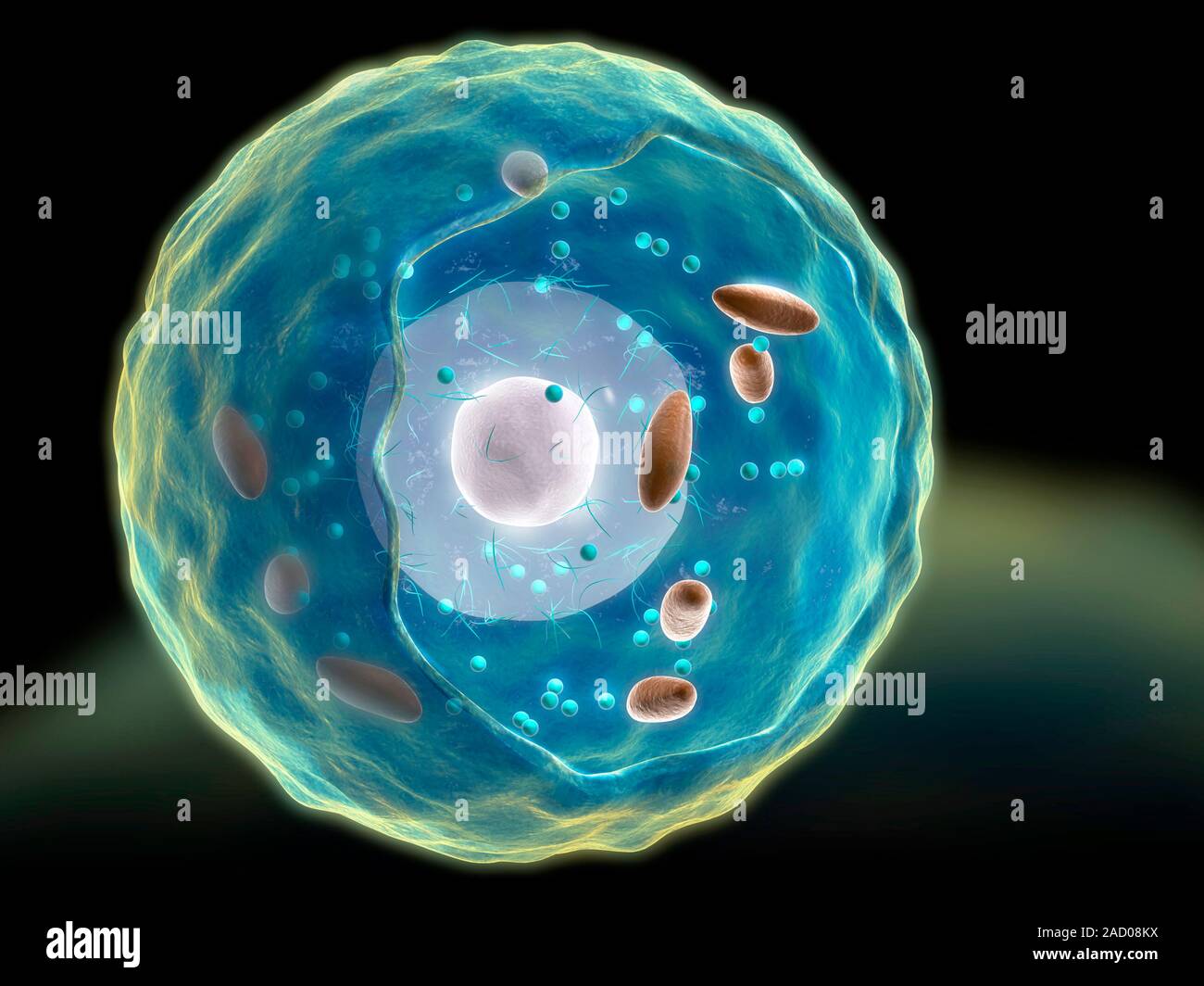 Structure of a typical human or animal cell, illustration Stock Photo ...