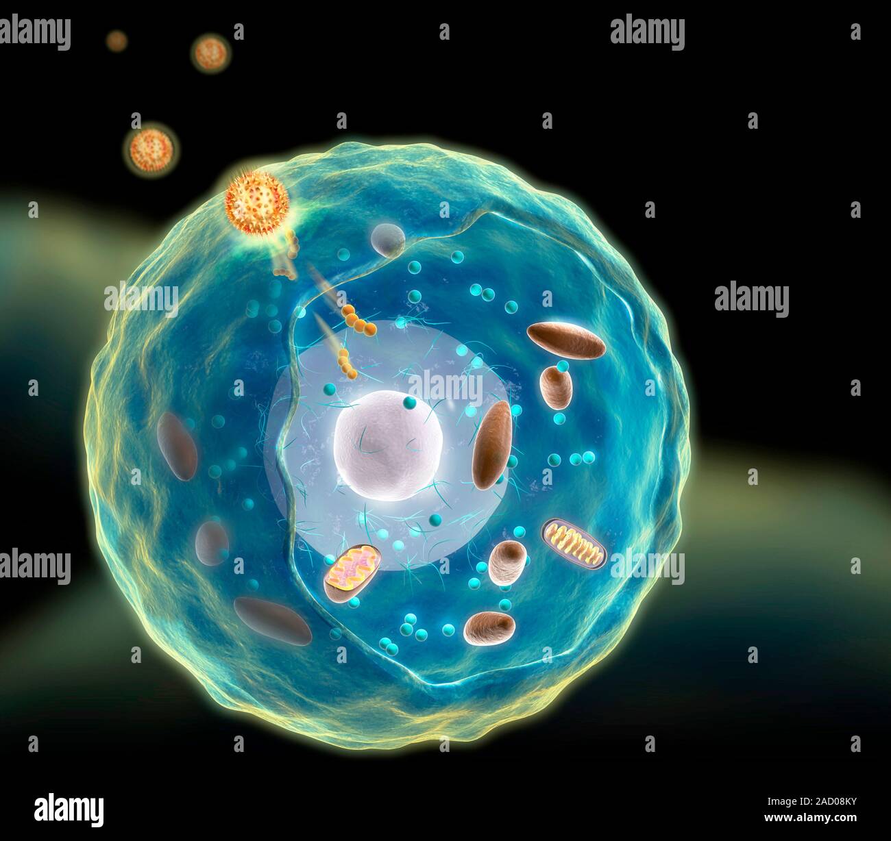Signal transduction. Illustration of signal transduction in an animal ...
