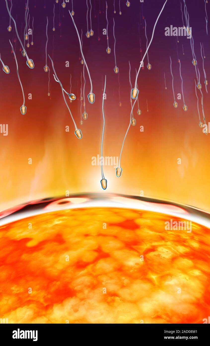 Fertilisation. Illustration showing fertilisation of a human egg (ovum ...