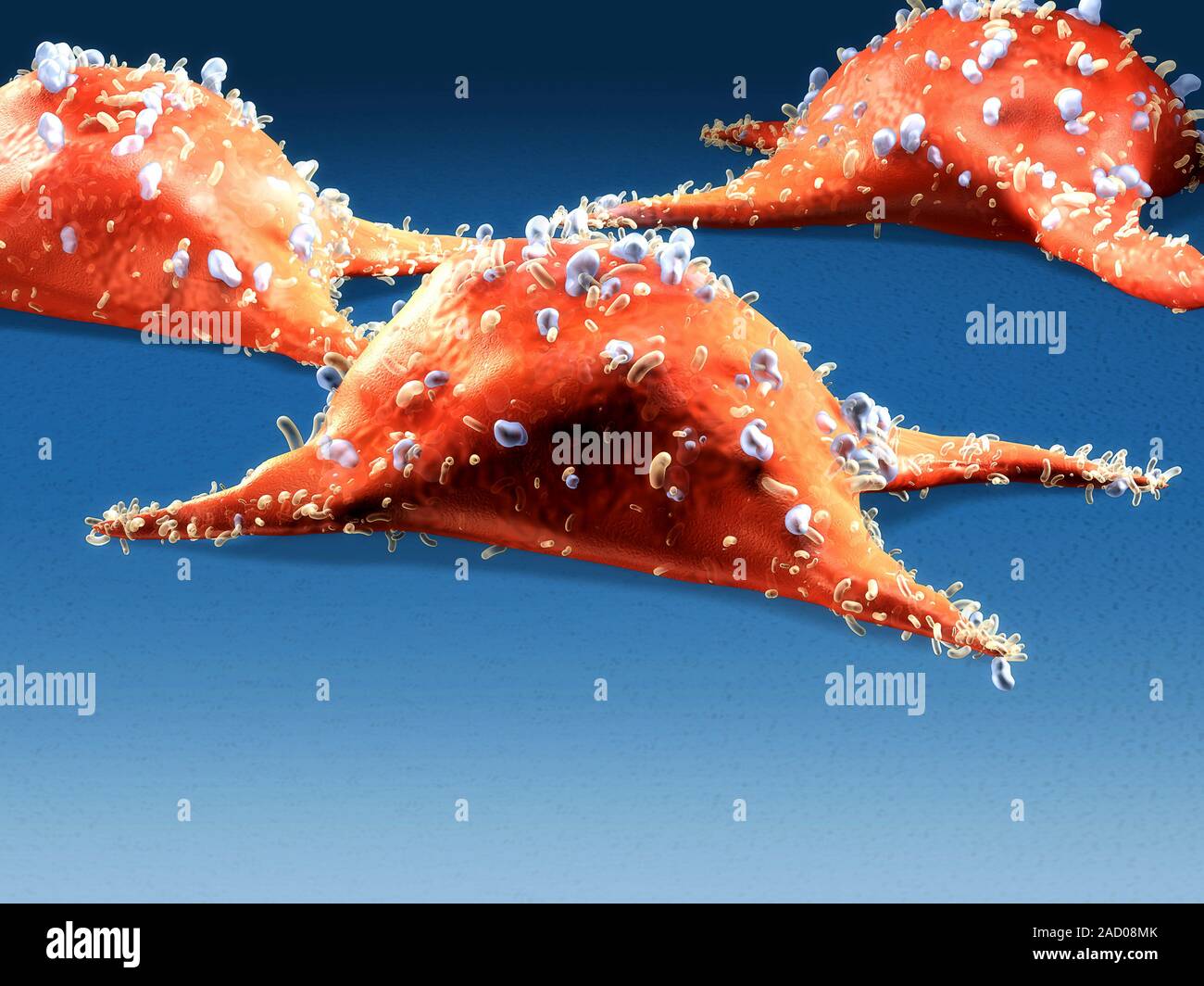 Cancer cell, illustration. Cancerous (malignant) cells divide rapidly ...
