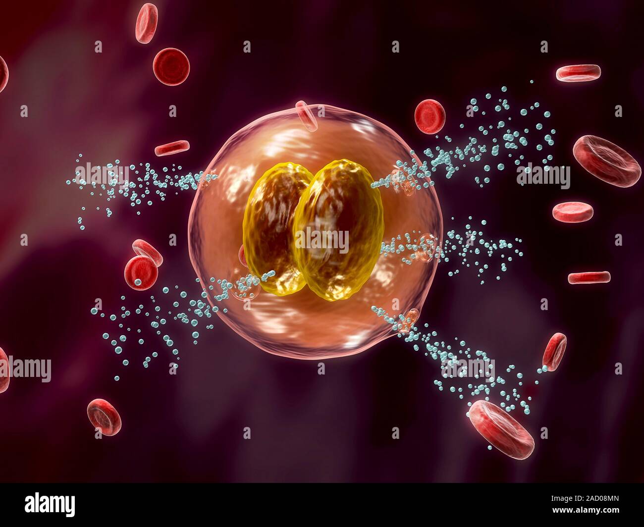 Mast cell releasing histamine (blue bubbles) in a blood vessel, computer illustration. Mast ...