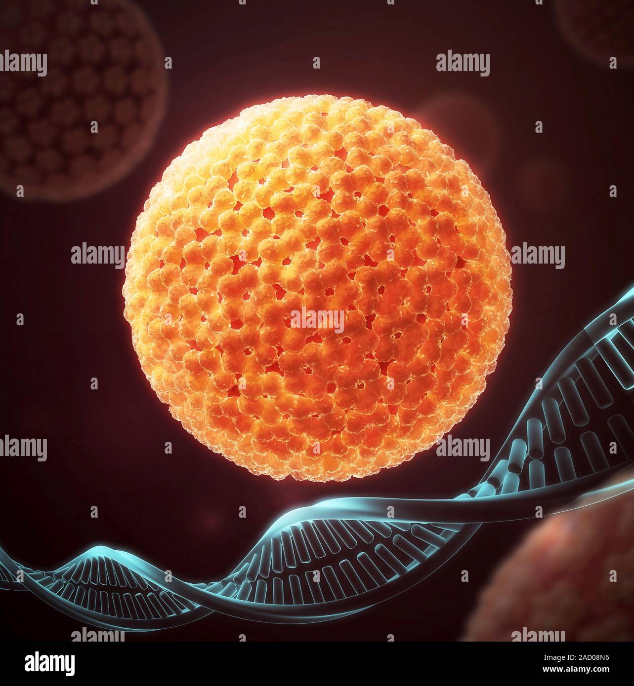 Human papilloma virus (HPV) particle with DNA (deoxyribonucleic acid ...