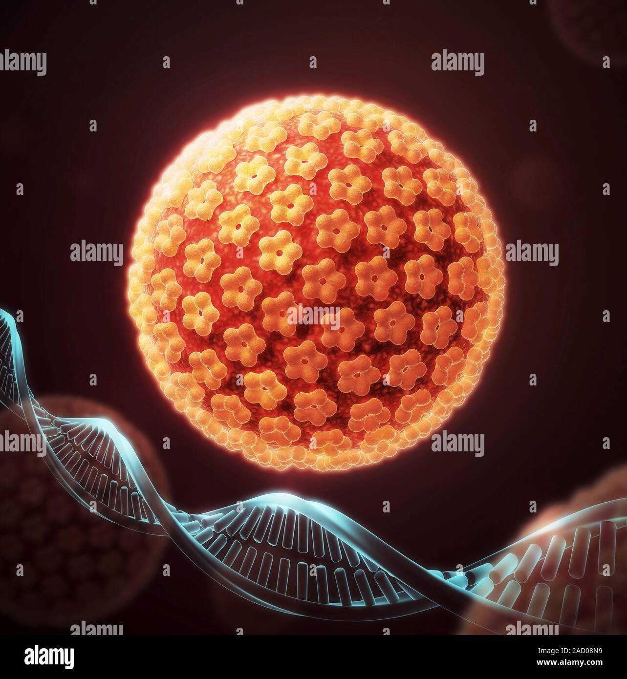 Human papilloma virus (HPV) particle with DNA (deoxyribonucleic acid ...