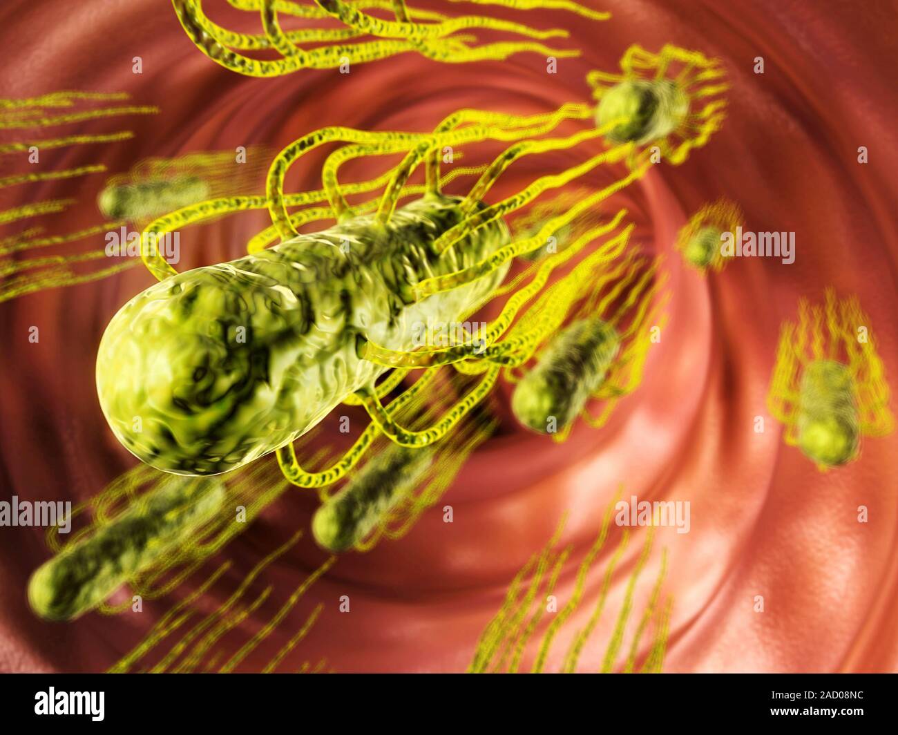 Salmonella bacteria in the intestine, computer illustration. These Gram ...