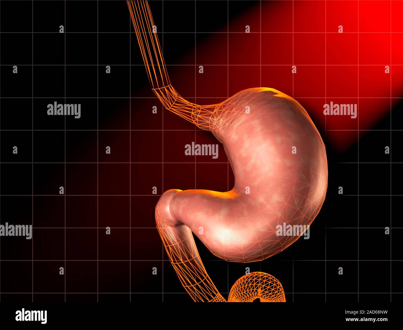 Human stomach, conceptual illustration. At the top is the esophagus ...