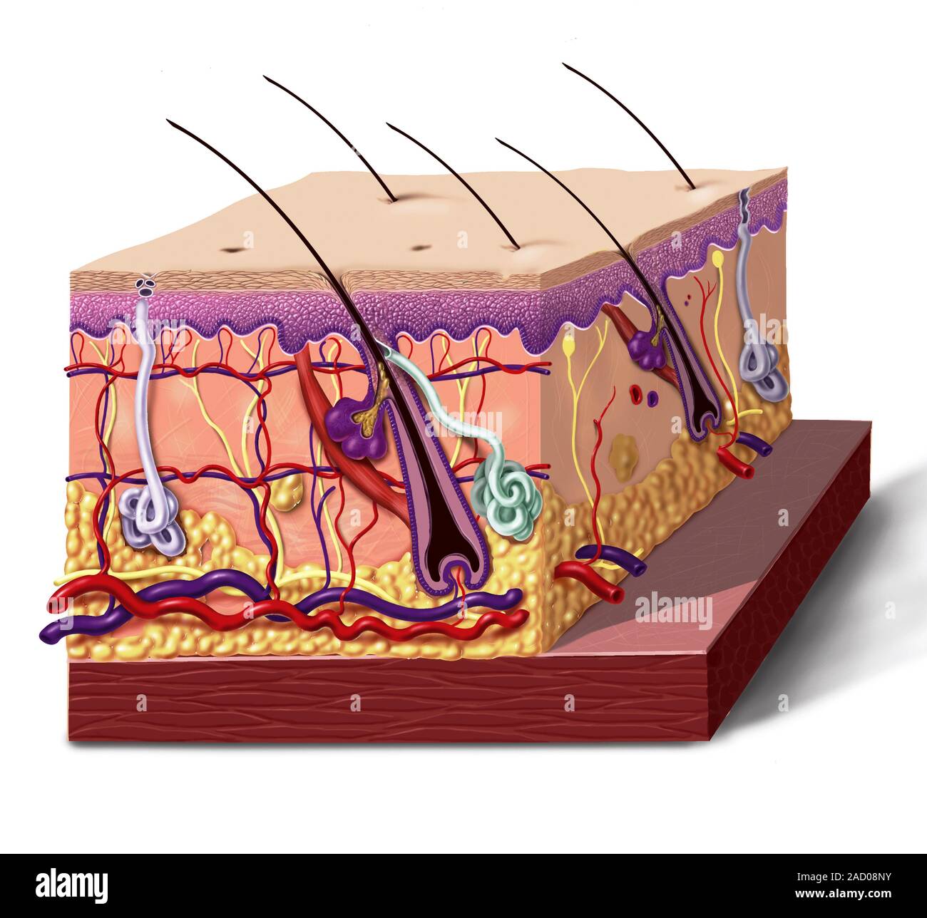 Skin anatomy. Block cutaway illustration showing the anatomy of human ...