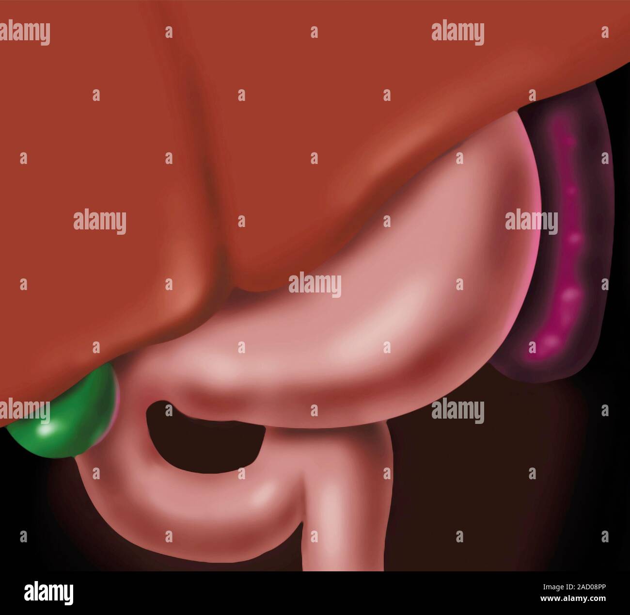 Abdominal organs. Illustration of abdominal organs including the liver ...