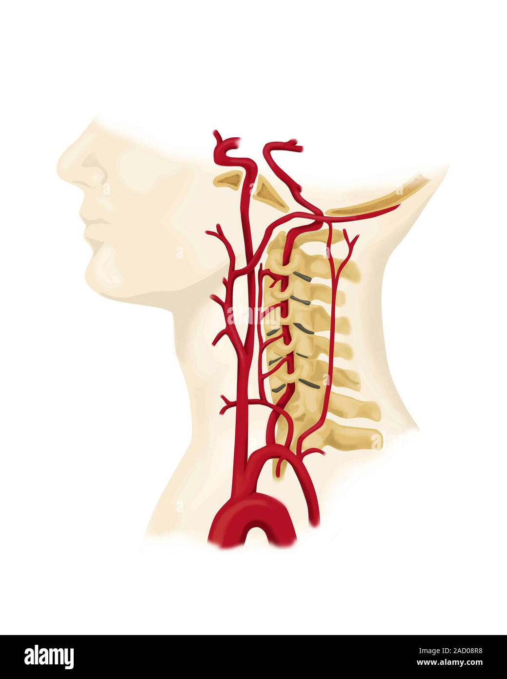 Neck arteries. illustration of the arteries (red) of the neck including ...