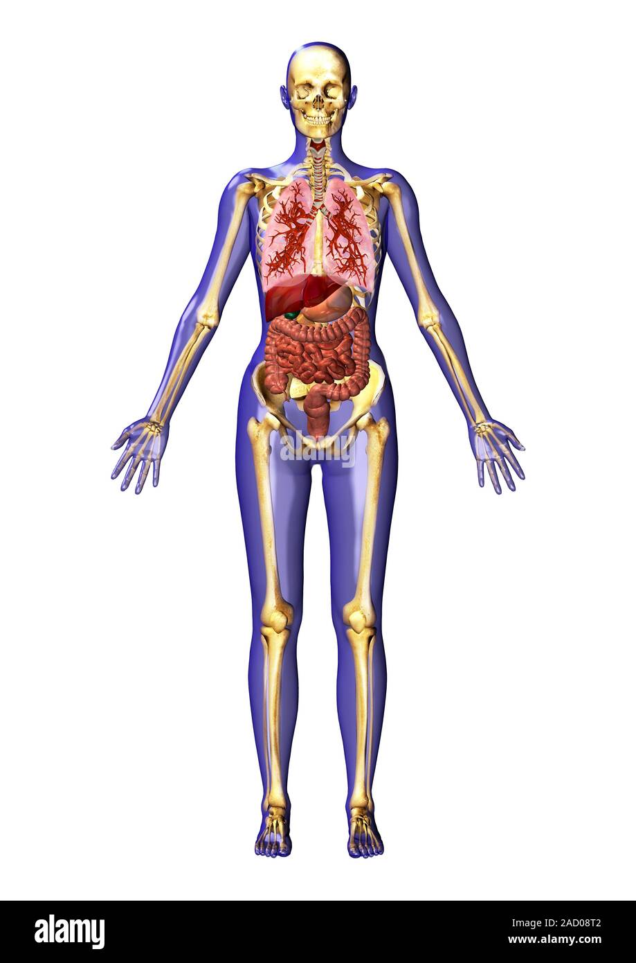 Human anatomy, illustration. The skeleton is visible and organs shown ...