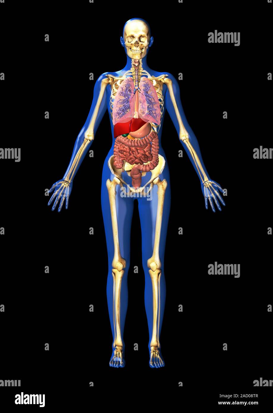 Human anatomy, illustration. The skeleton is visible, and organs shown ...