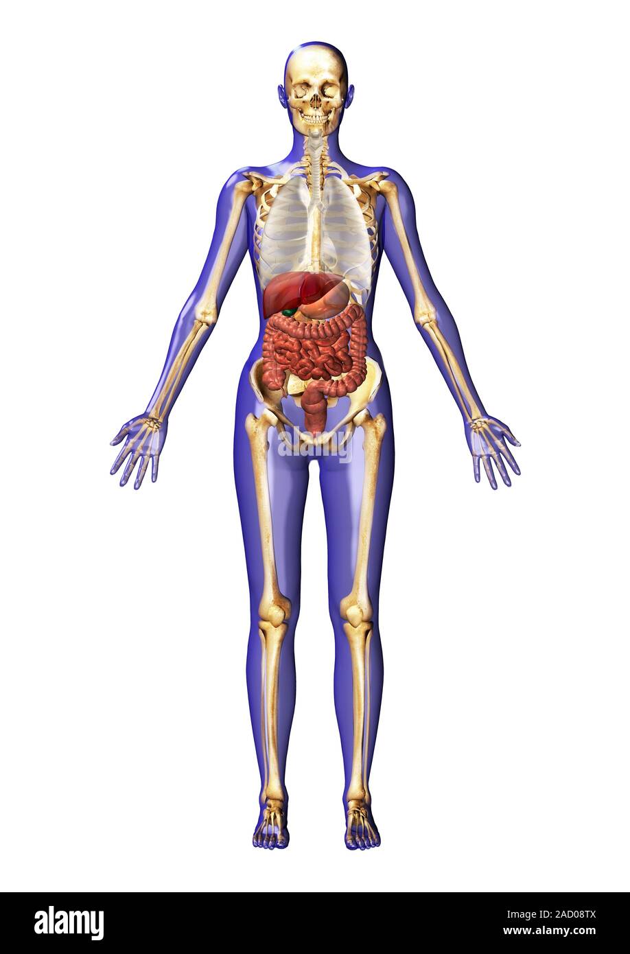 Human anatomy, illustration. The skeleton is visible, and organs shown ...
