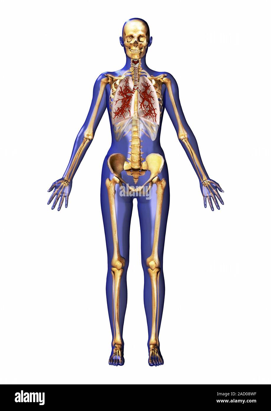 Human anatomy. Computer illustration of human anatomy, showing skeleton ...