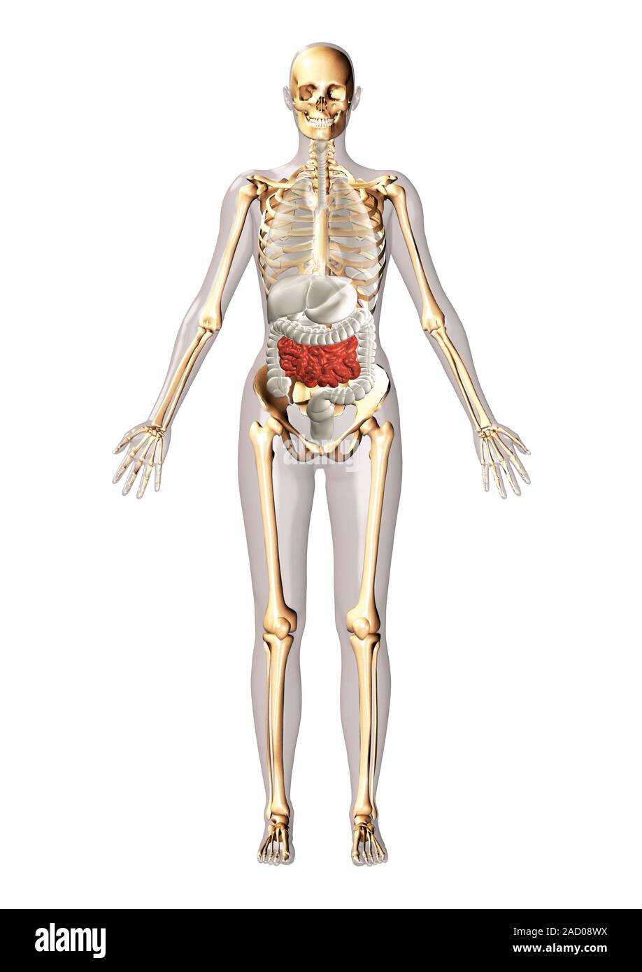 Human anatomy, illustration. The skeleton is visible, and organs shown ...