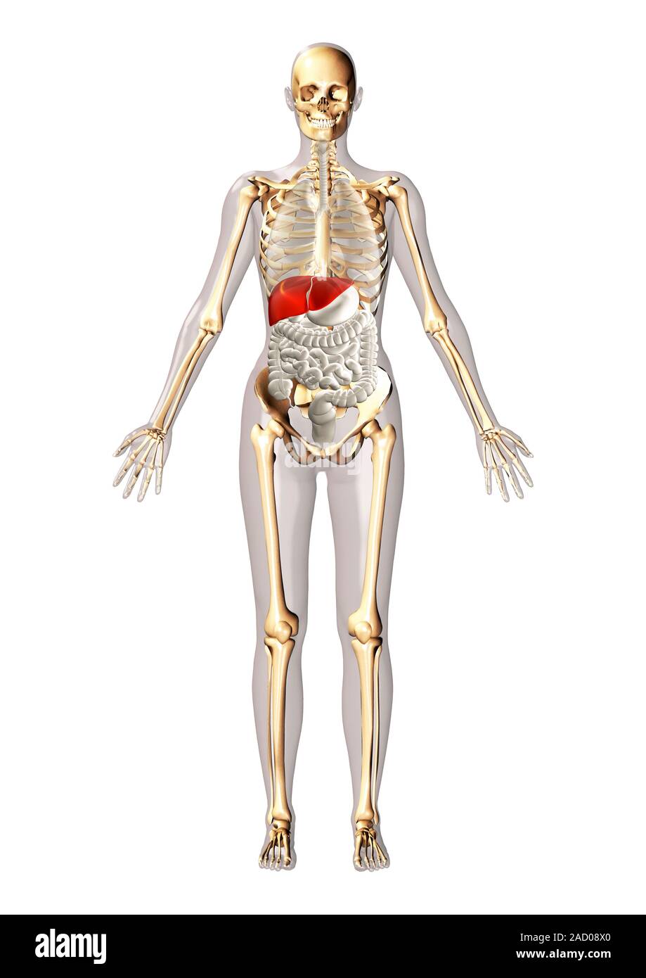 Human anatomy, illustration. The skeleton is visible, and organs shown ...
