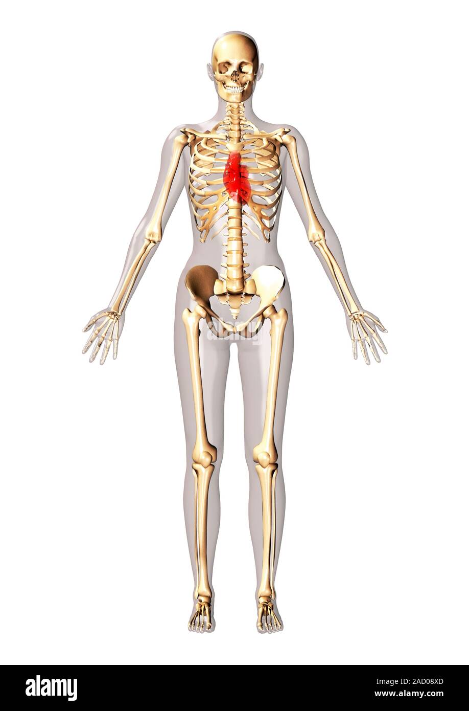 Human anatomy. Computer illustration showing the skeleton, and the ...