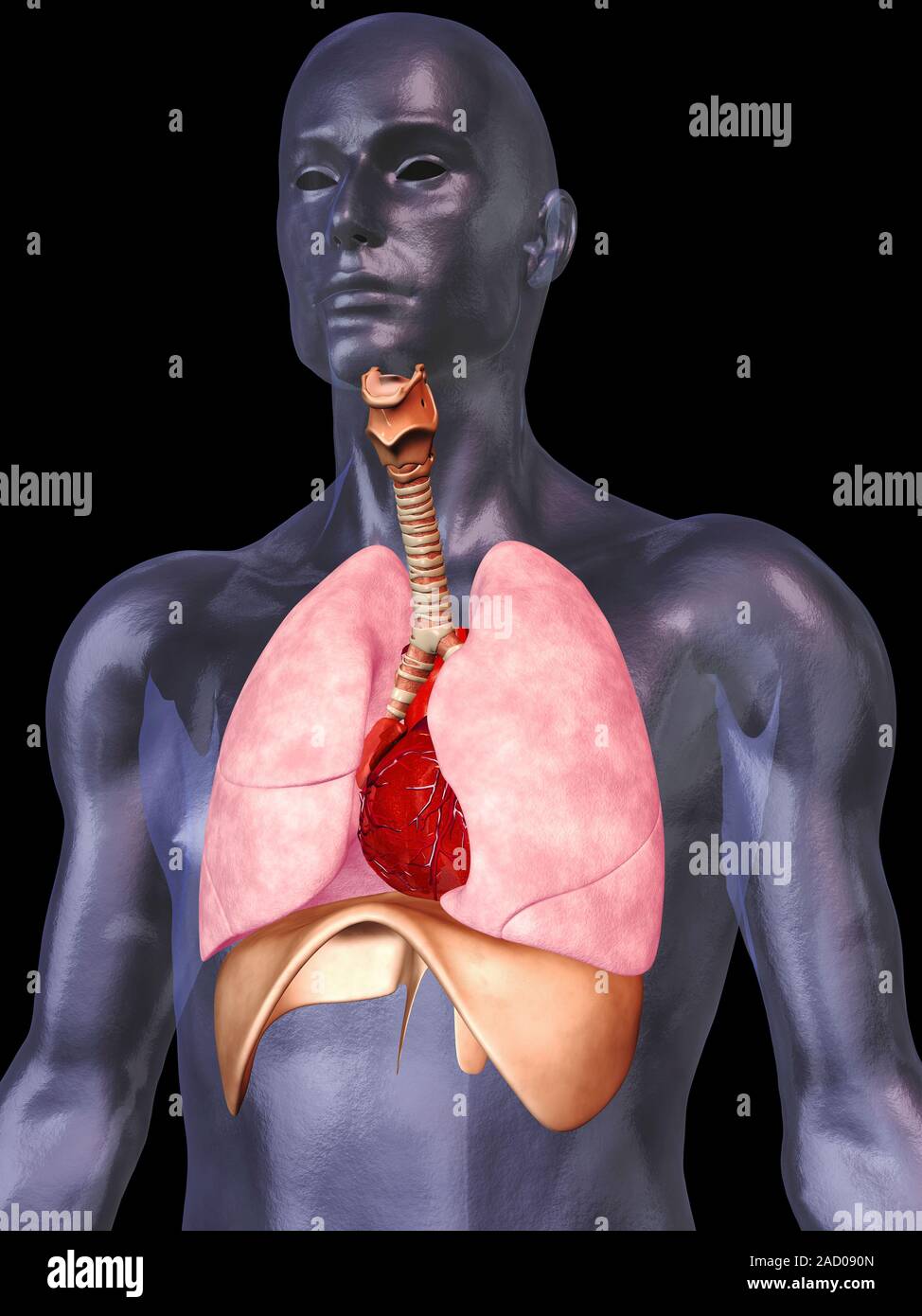 Thoracic organs. Computer illustration of the organs of the thoracic ...