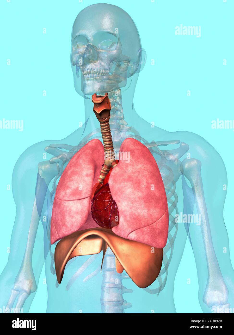 Thorax anatomy. Computer illustration of the organs of the thoracic ...