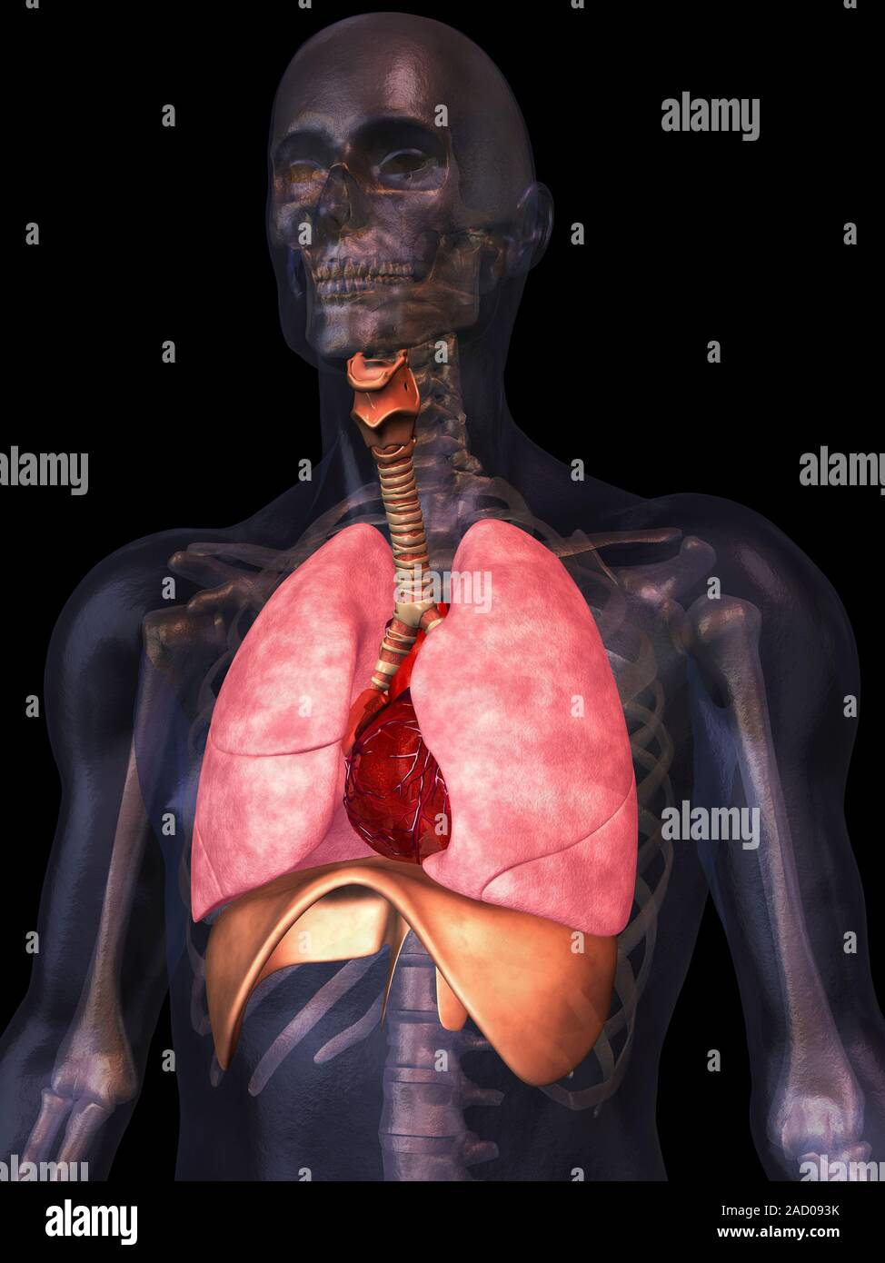 Thorax anatomy. Computer illustration of the organs of the thoracic ...