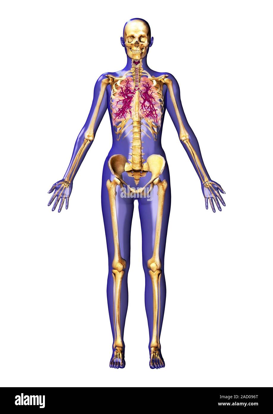 Human anatomy. Computer illustration of human anatomy, showing skeleton ...