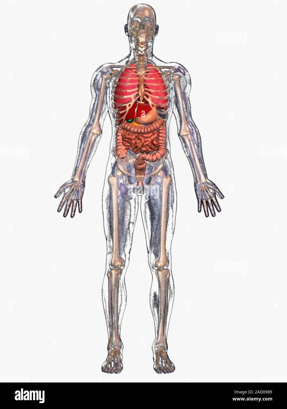 Human anatomy, illustration. The skeleton is partially visible, and ...