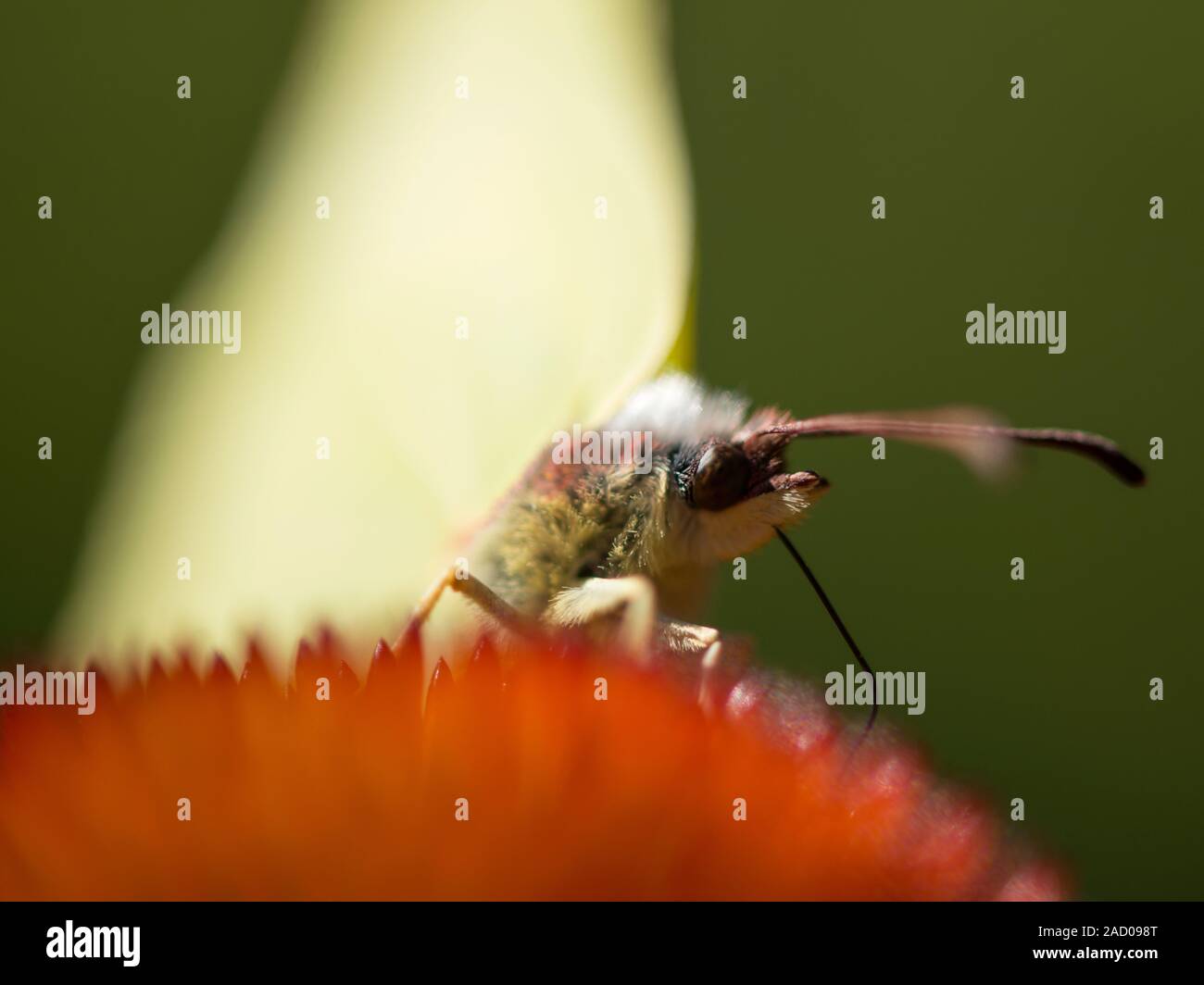 Butterflies are insects in the macrolepidopteran clade Rhopalocera from ...