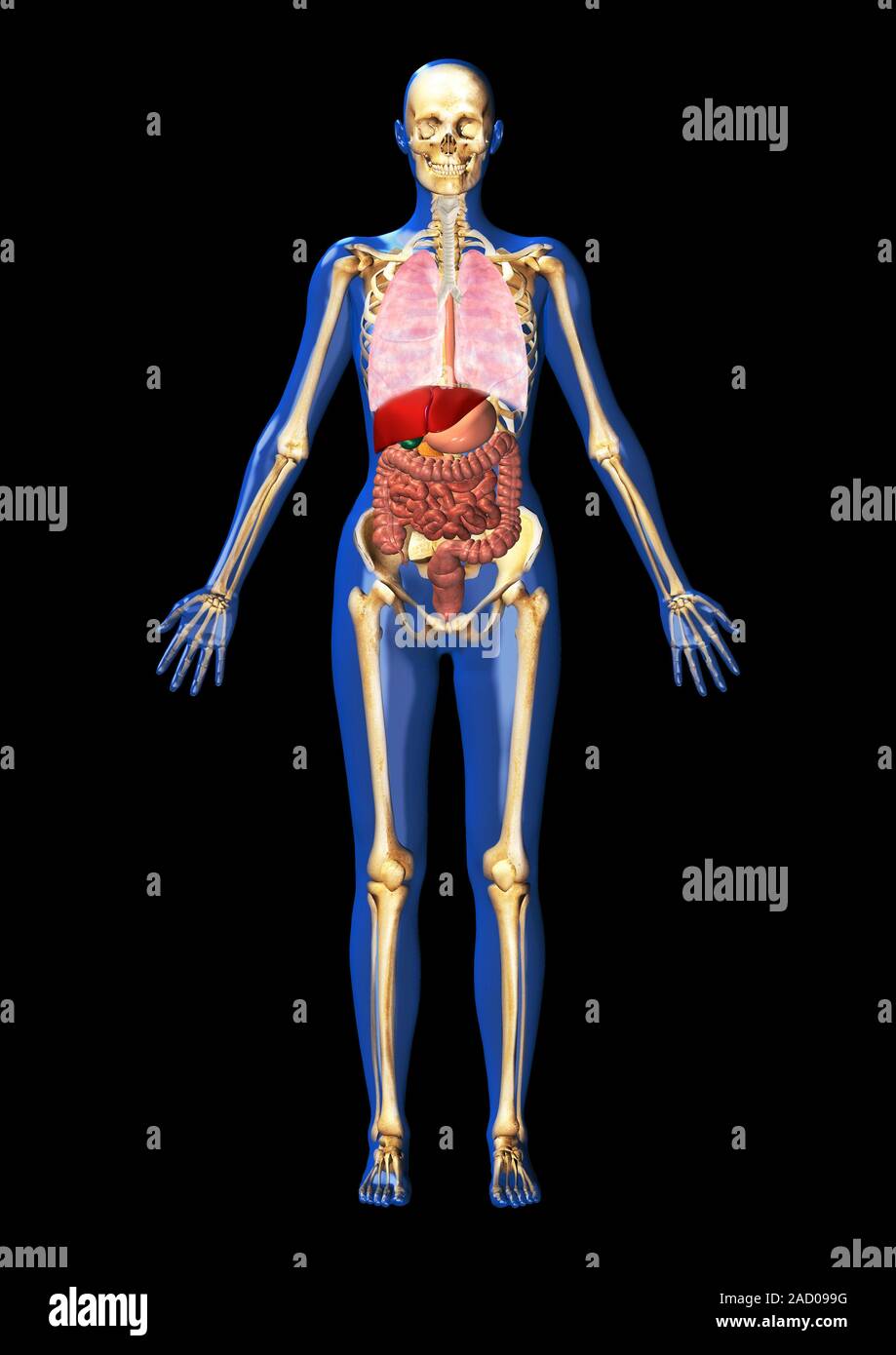 Human anatomy, illustration. Organs shown include the lungs, heart ...