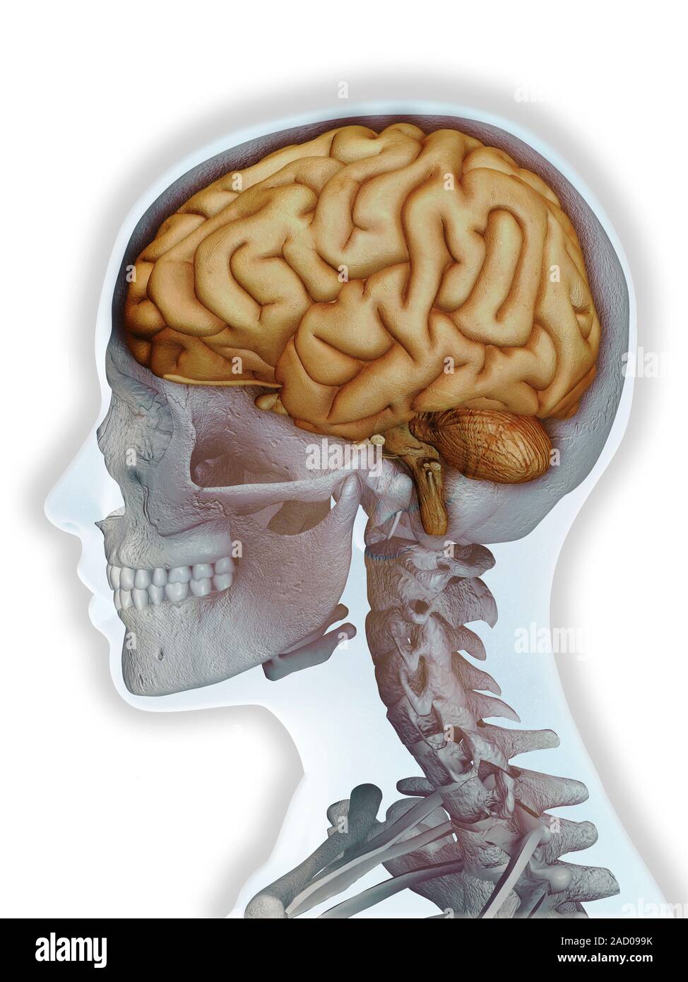 Human brain inside the skull, computer illustration Stock Photo - Alamy