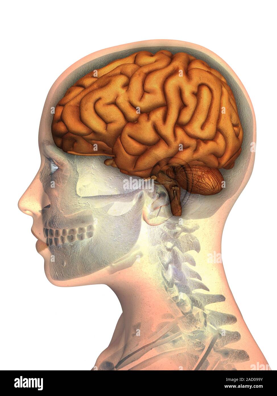 Human brain inside the skull, computer illustration Stock Photo - Alamy