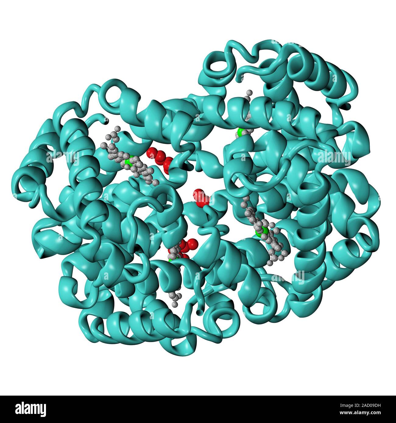 Molecular model of glycosylated (or glycated) haemoglobin (haemoglobin ...