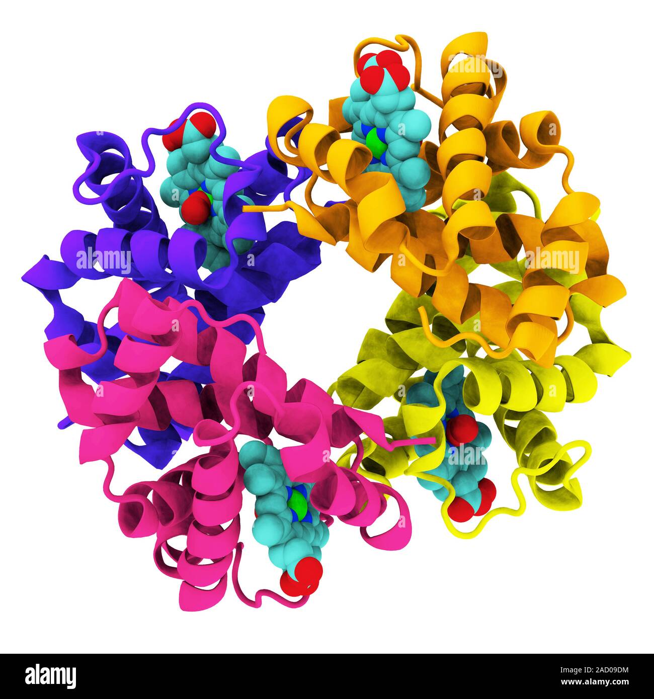 Haemoglobin. Computer model of haemoglobin, the principal protein ...