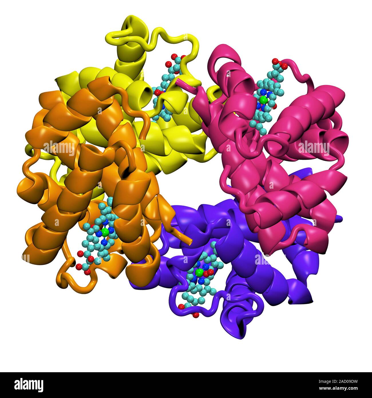 Oxygenated haemoglobin. Computer model of haemoglobin, the principal ...