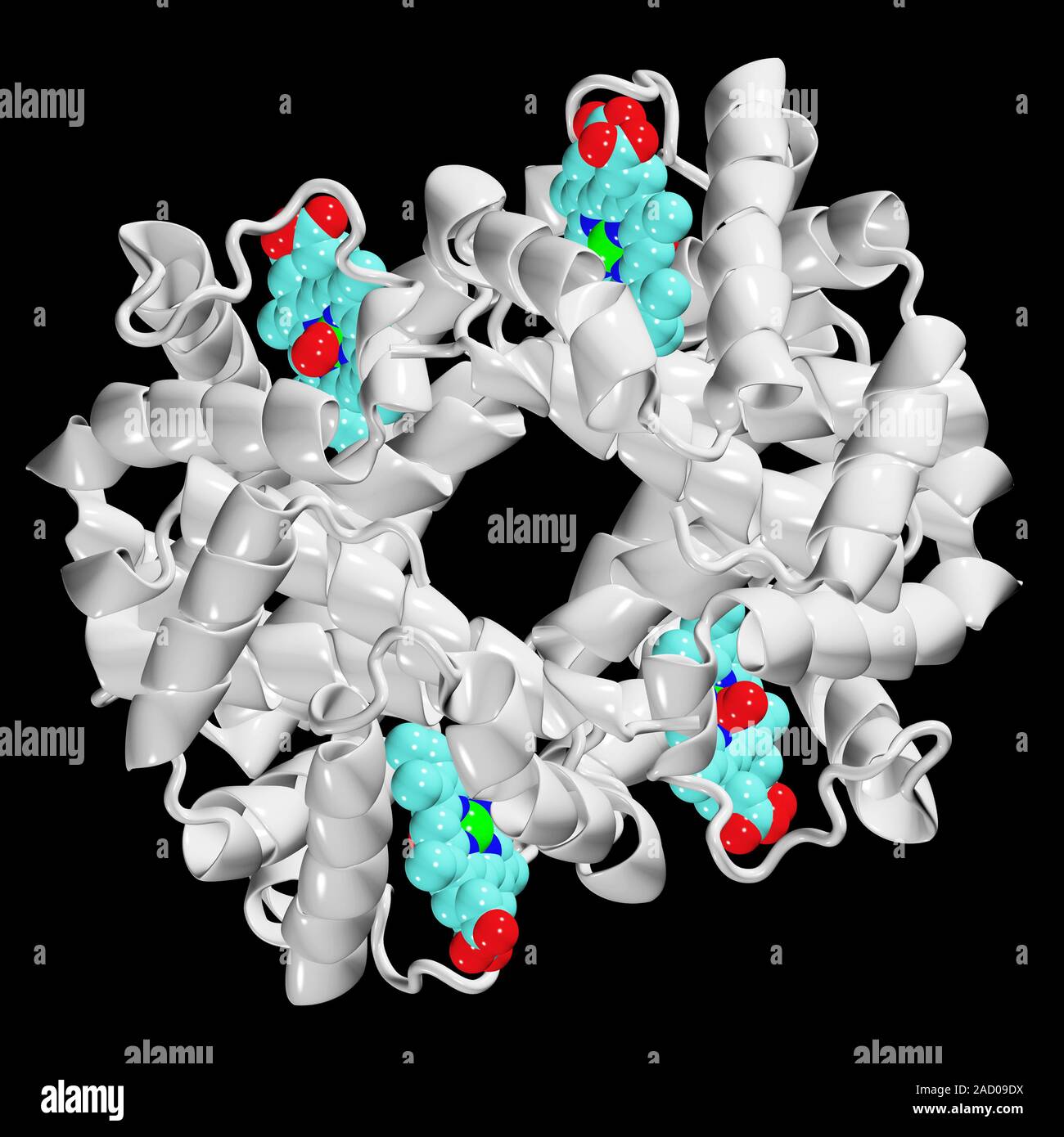 Oxygenated haemoglobin. Computer model of haemoglobin, the principal ...