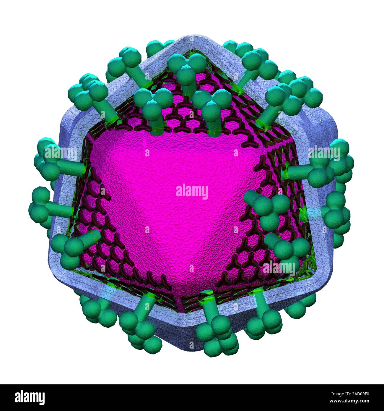 AIDS virus. Illustration showing the structure of an AIDS virus. AIDS ...