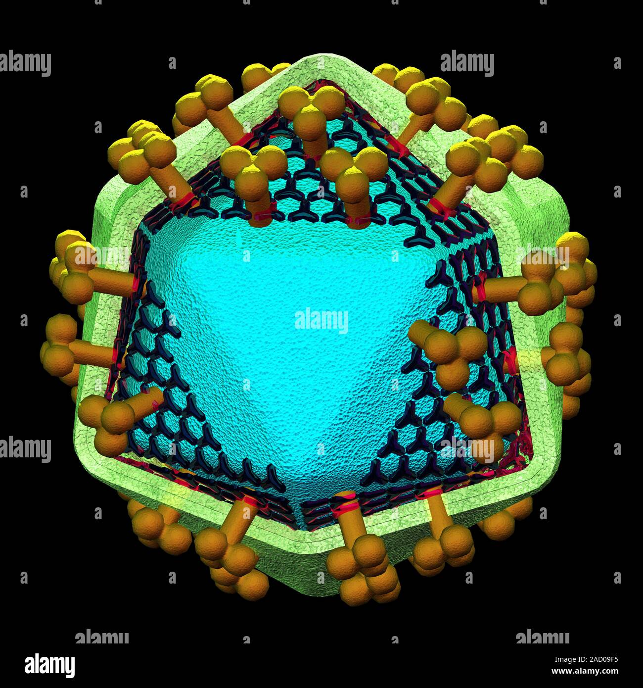 AIDS virus. Illustration showing the structure of an AIDS virus. AIDS ...