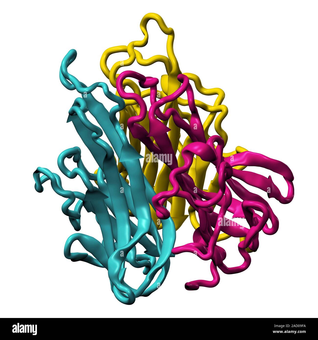 Tumour necrosis factor-alpha (TNF-alpha), computer model. This protein ...