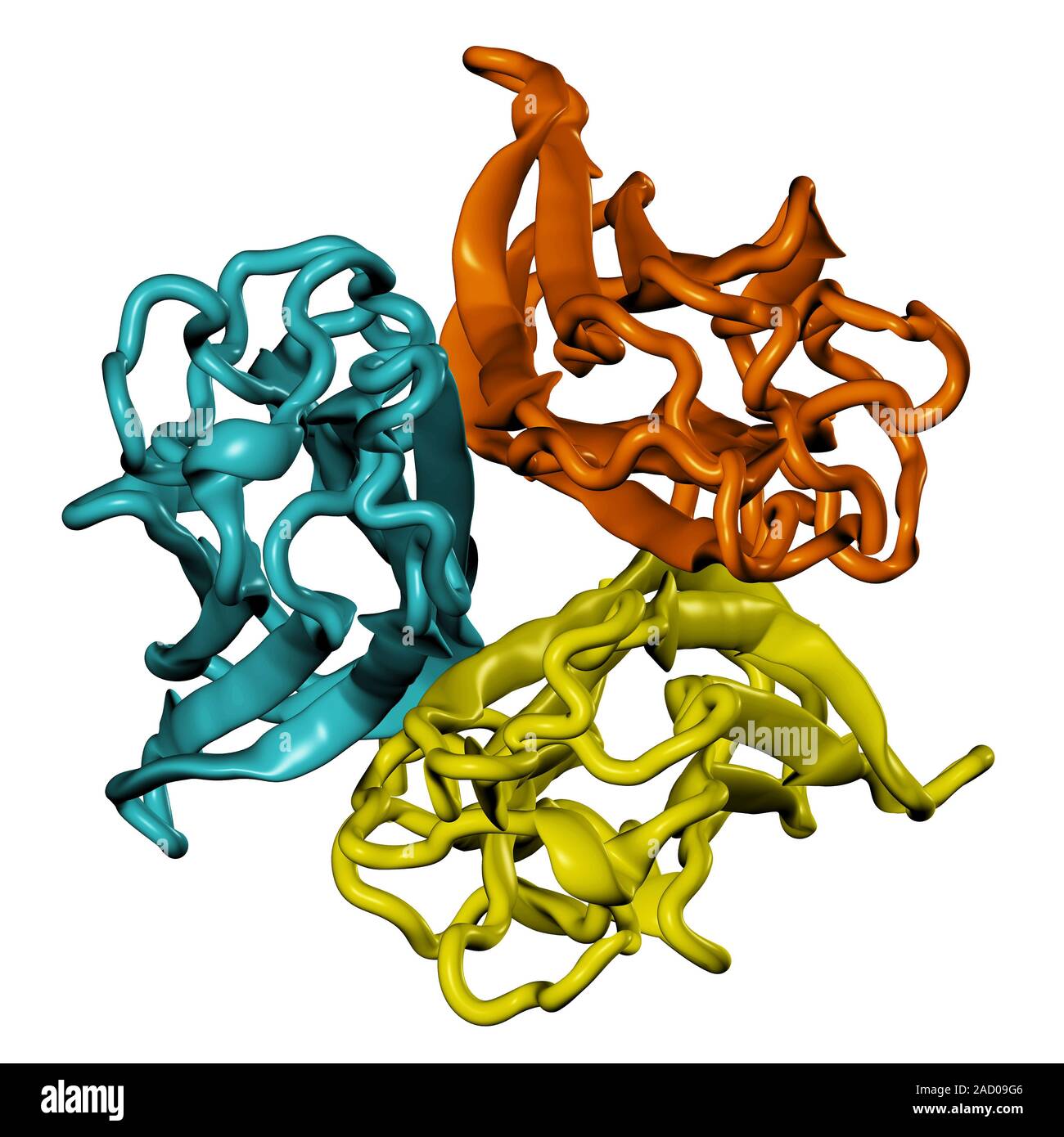 Tumour necrosis factor-alpha (TNF-alpha), computer model. This protein ...