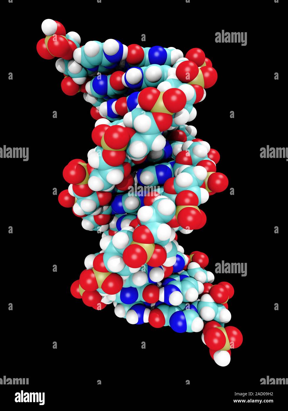 DNA. Computer model of part of a molecule of DNA (deoxyribonucleic acid ...
