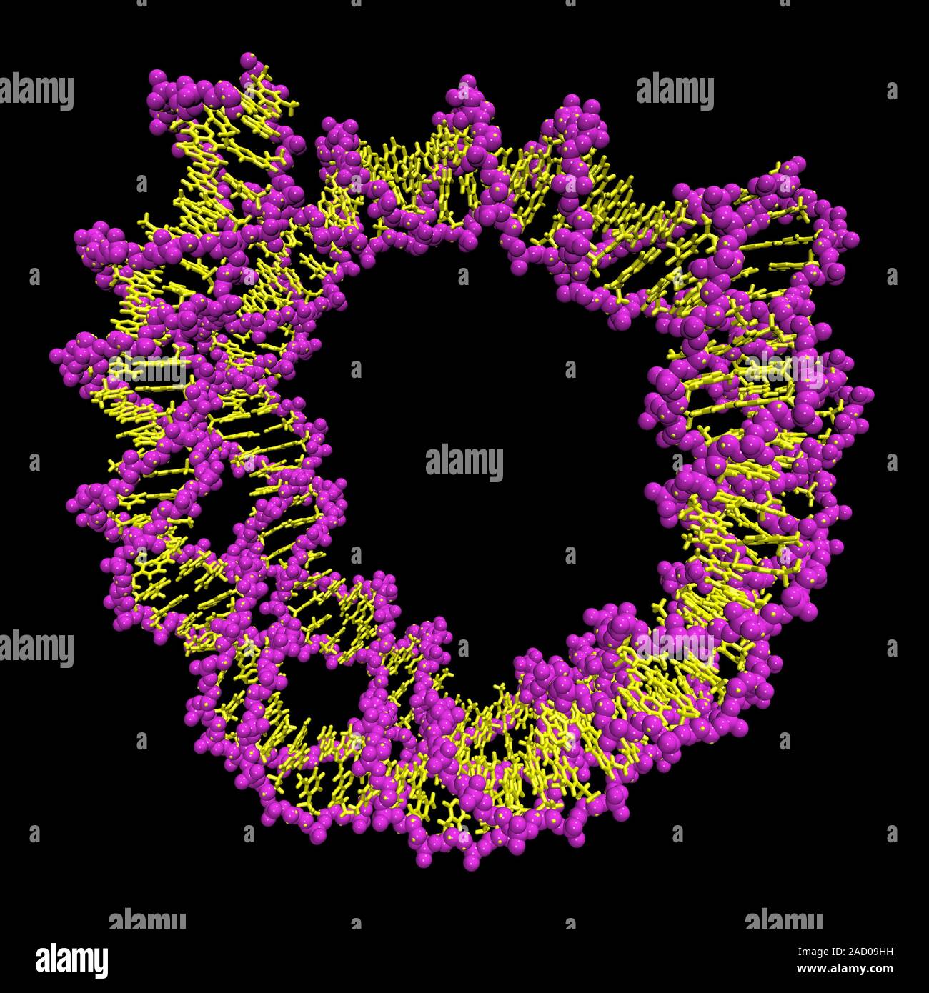 Nucleosomal DNA, molecular model. A nucleosome is a subunit of ...