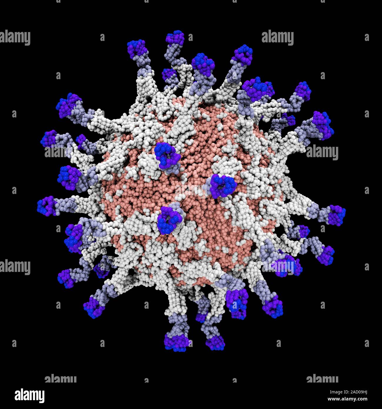 Human poliovirus particle. Computer model of the capsid of the human ...
