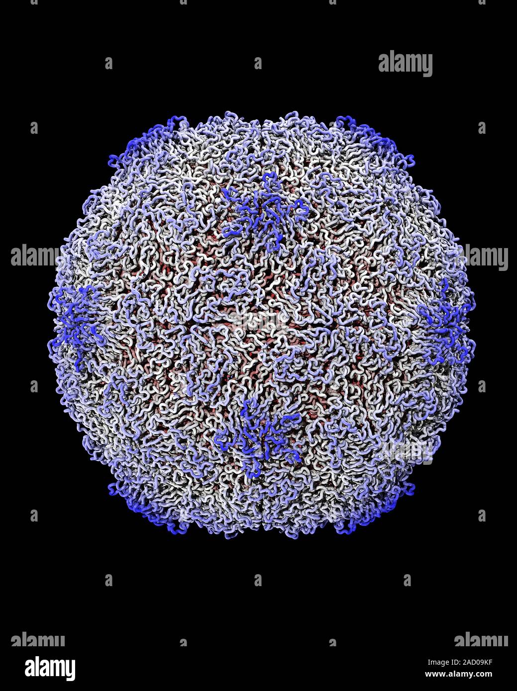 Rhinovirus particle, computer illustration. This virus consists of a protein capsid enclosing an ...