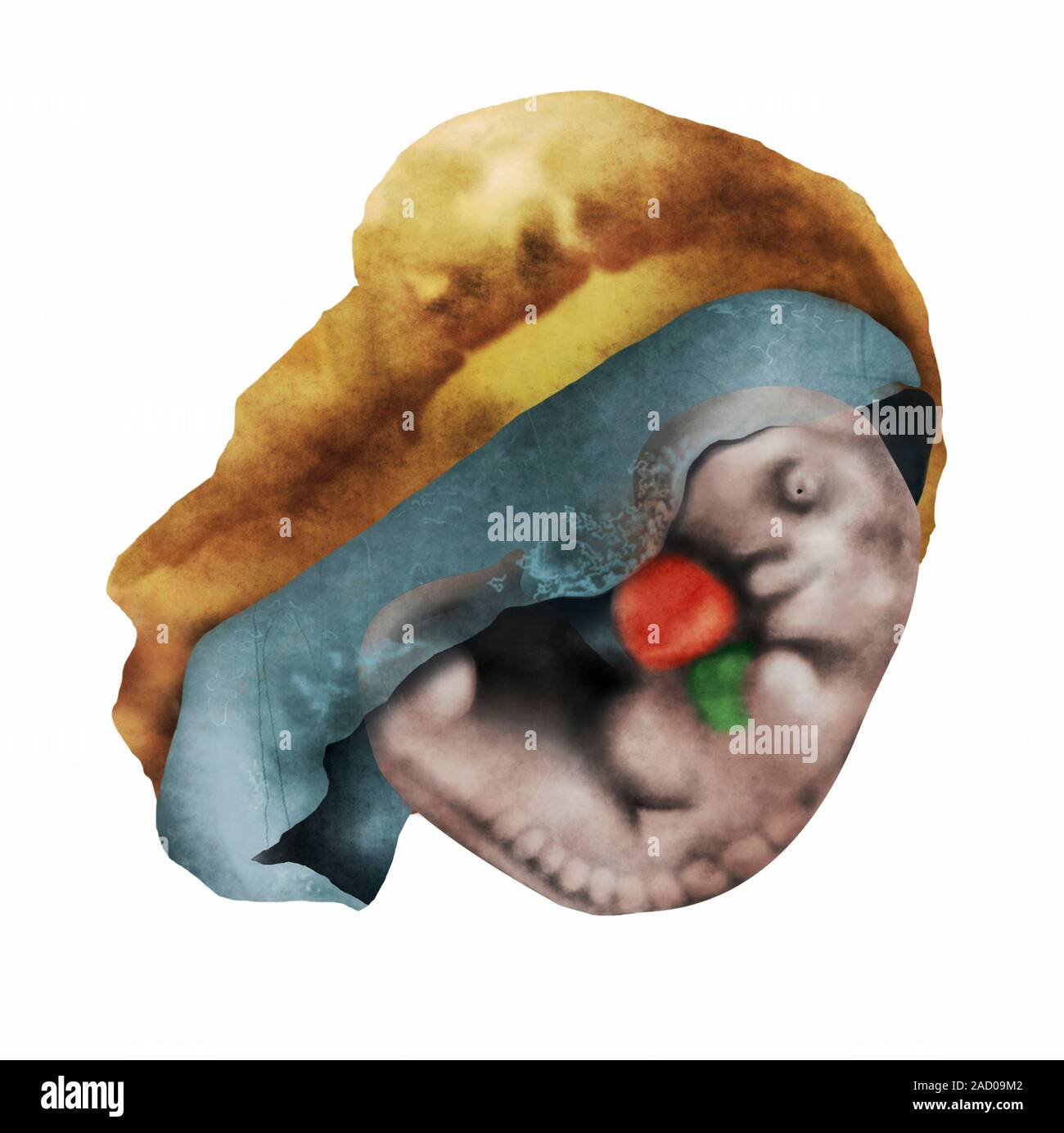 Human embryo. Illustration of human embryo development, 31 to 38 days ...