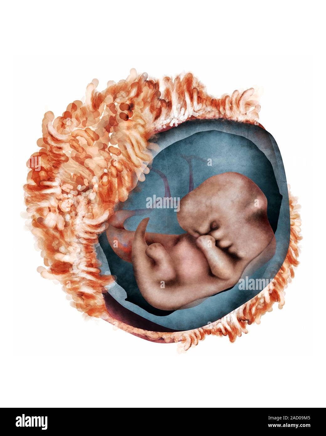 Human embryo. Illustration of human embryo development, 39 to 44 days ...