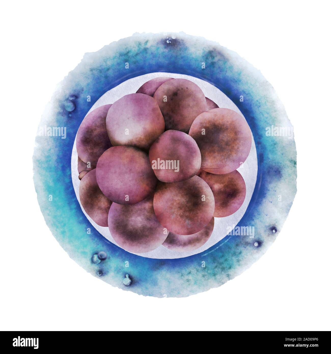 Embryo development. Illustration of a human embryo approximately four ...