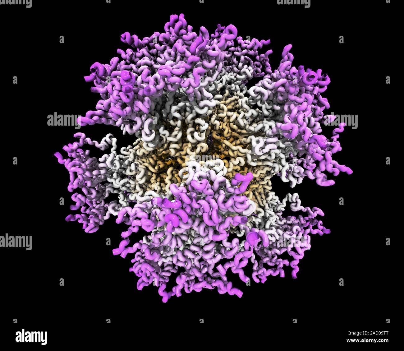 Adenovirus penton base protein, molecular model. This protein molecule ...